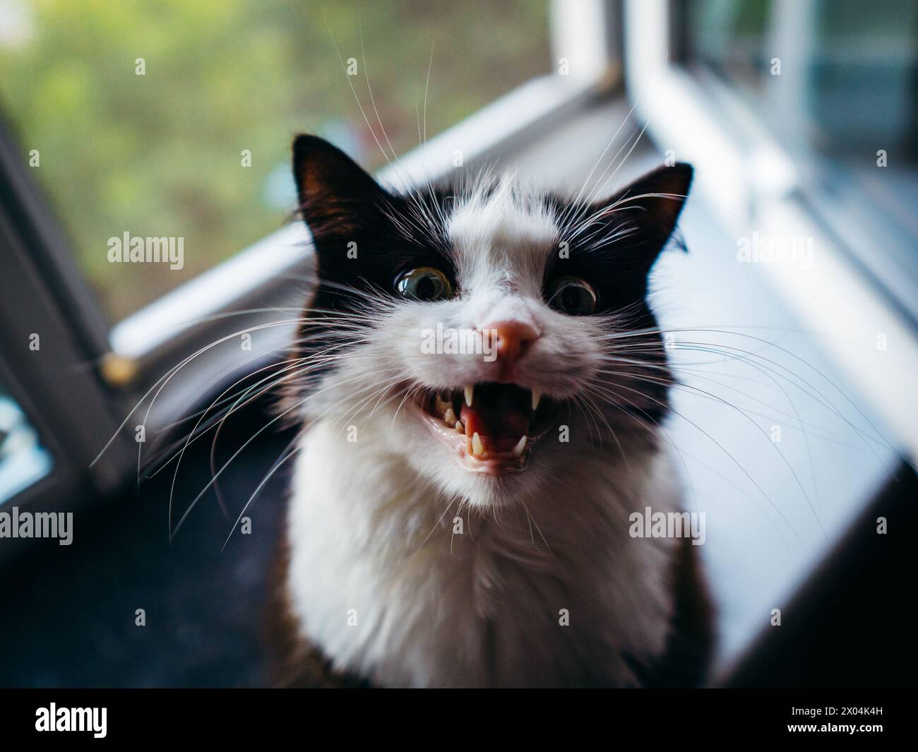 A black and white cat meows in front of the window Stock Photo - Alamy