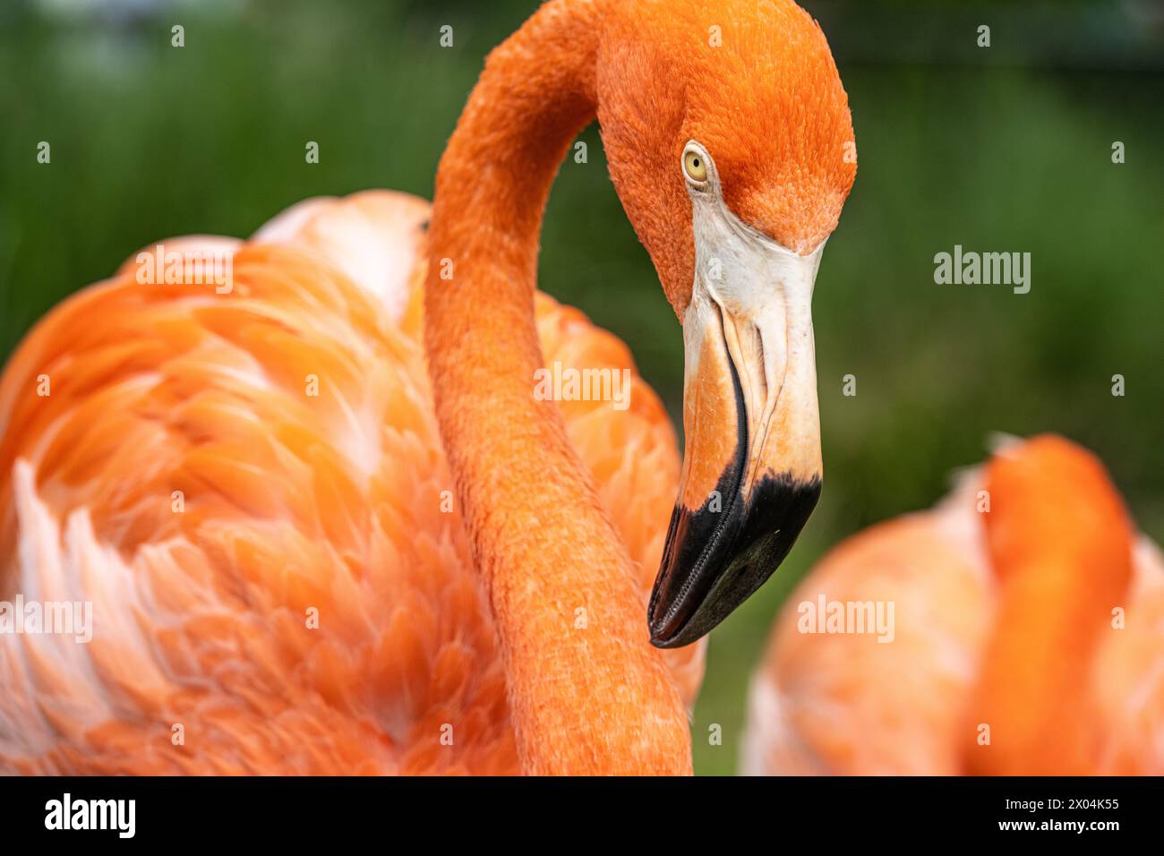 Birmingham zoo caribbean flamingo hi-res stock photography and images ...