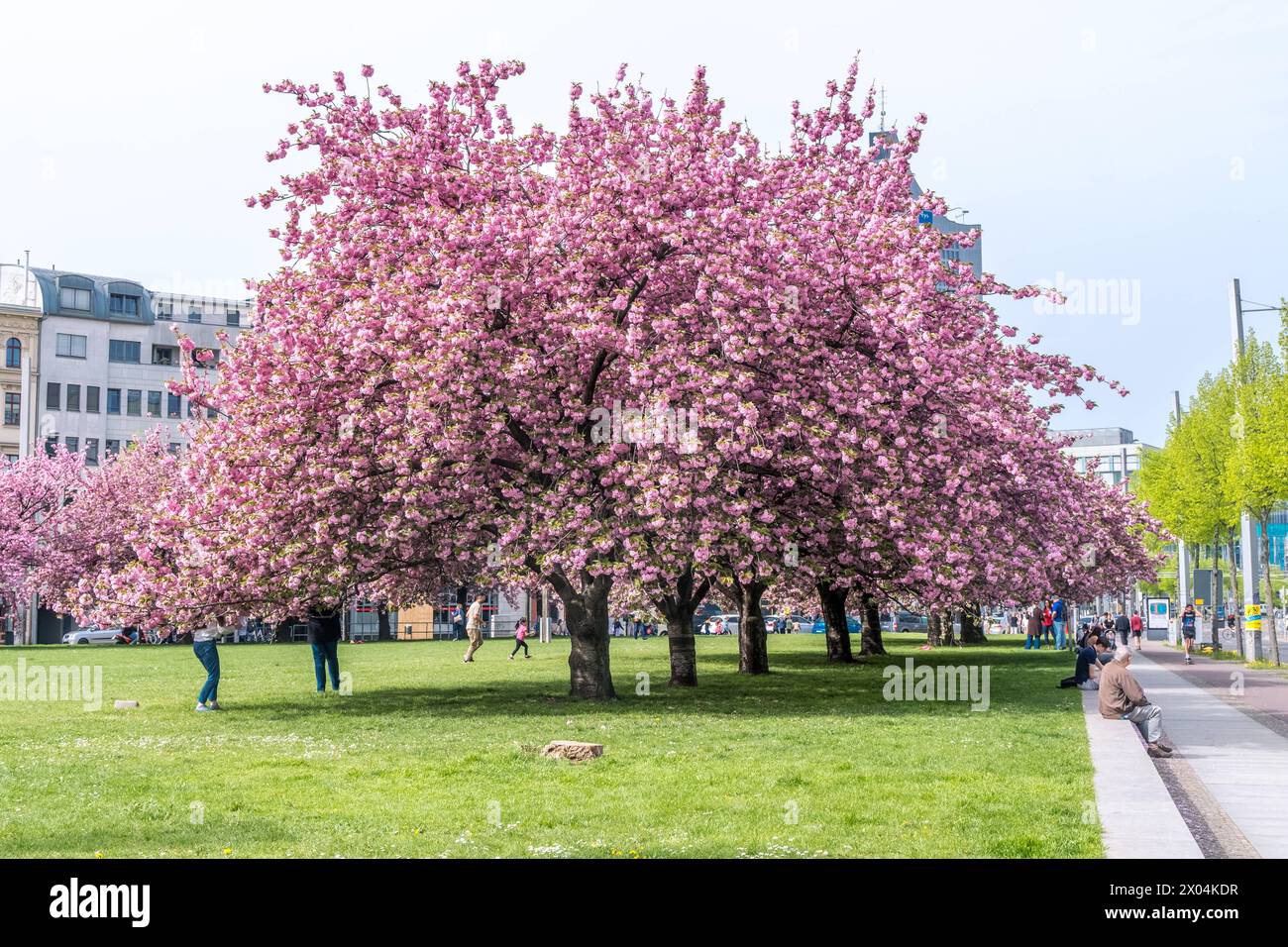 Rosa bilder hi-res stock photography and images - Alamy
