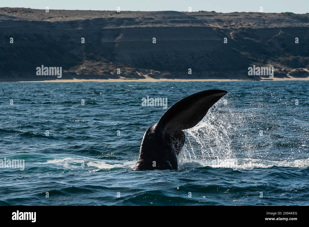 Sohutern right whale tail lobtailing, endangered species, Patagonia ...