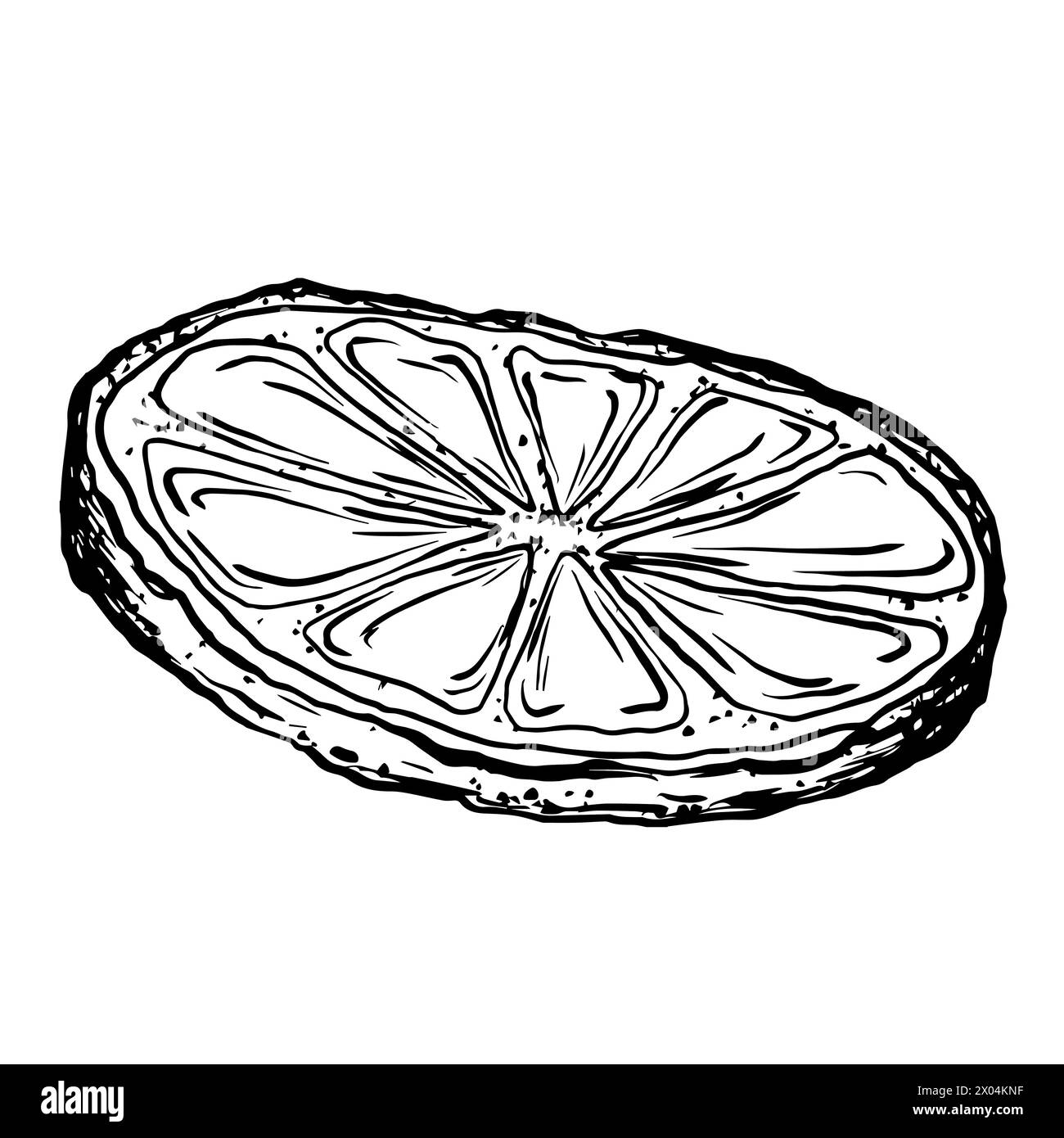 Vector slice juicy Lemon with leaves on the branches with flowers. Graphic botanical ...