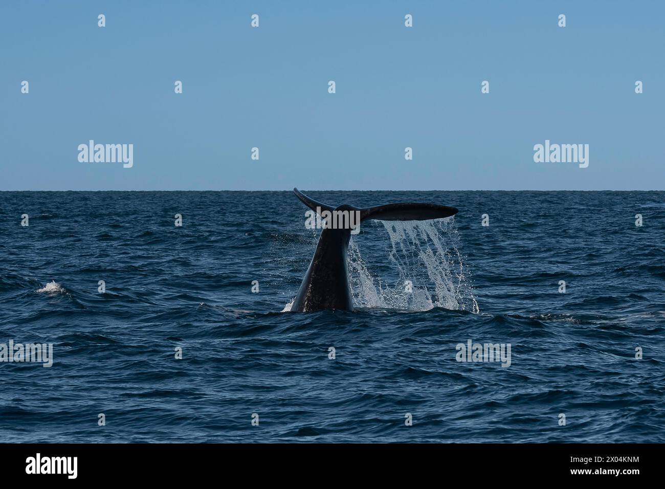 Sohutern right whale tail lobtailing, endangered species, Patagonia ...