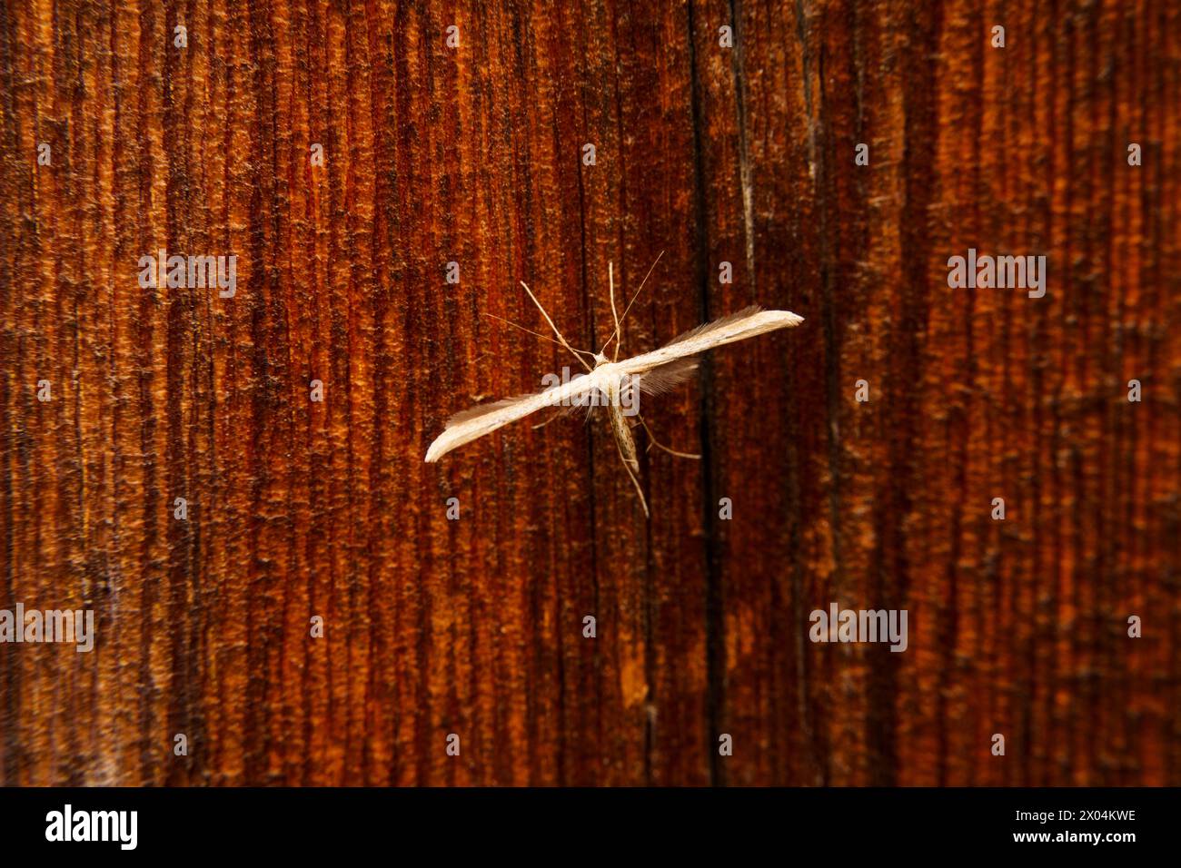 Emmelina monodactyla Family Pterophoridae Genus Emmelina T-moth Morning ...