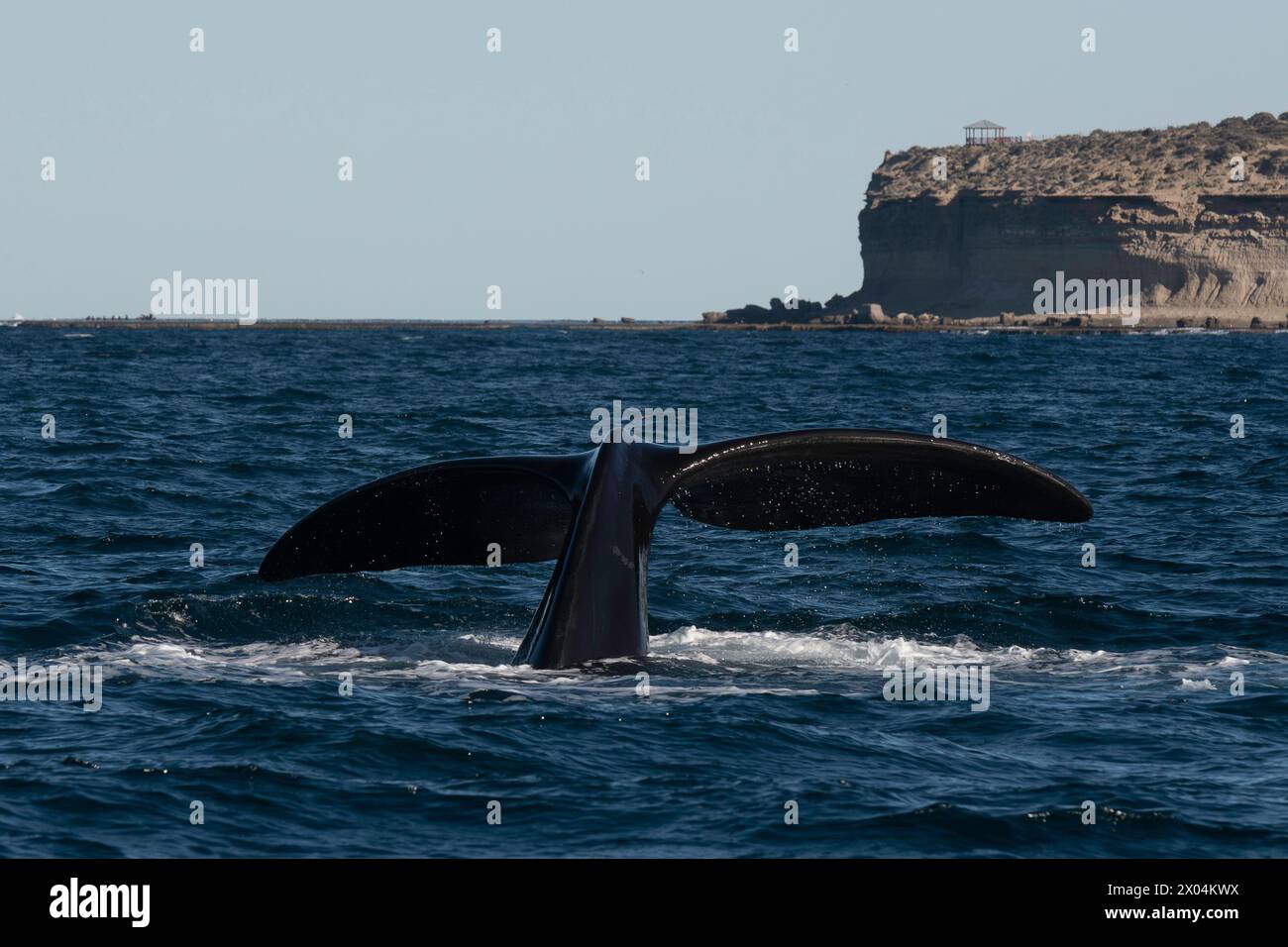 Sohutern right whale tail lobtailing, endangered species, Patagonia ...