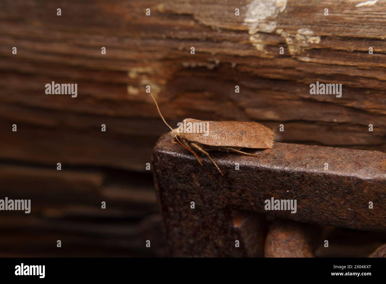 Conistra vaccinii Family Noctuidae Genus Conistra Chestnut moth wild ...