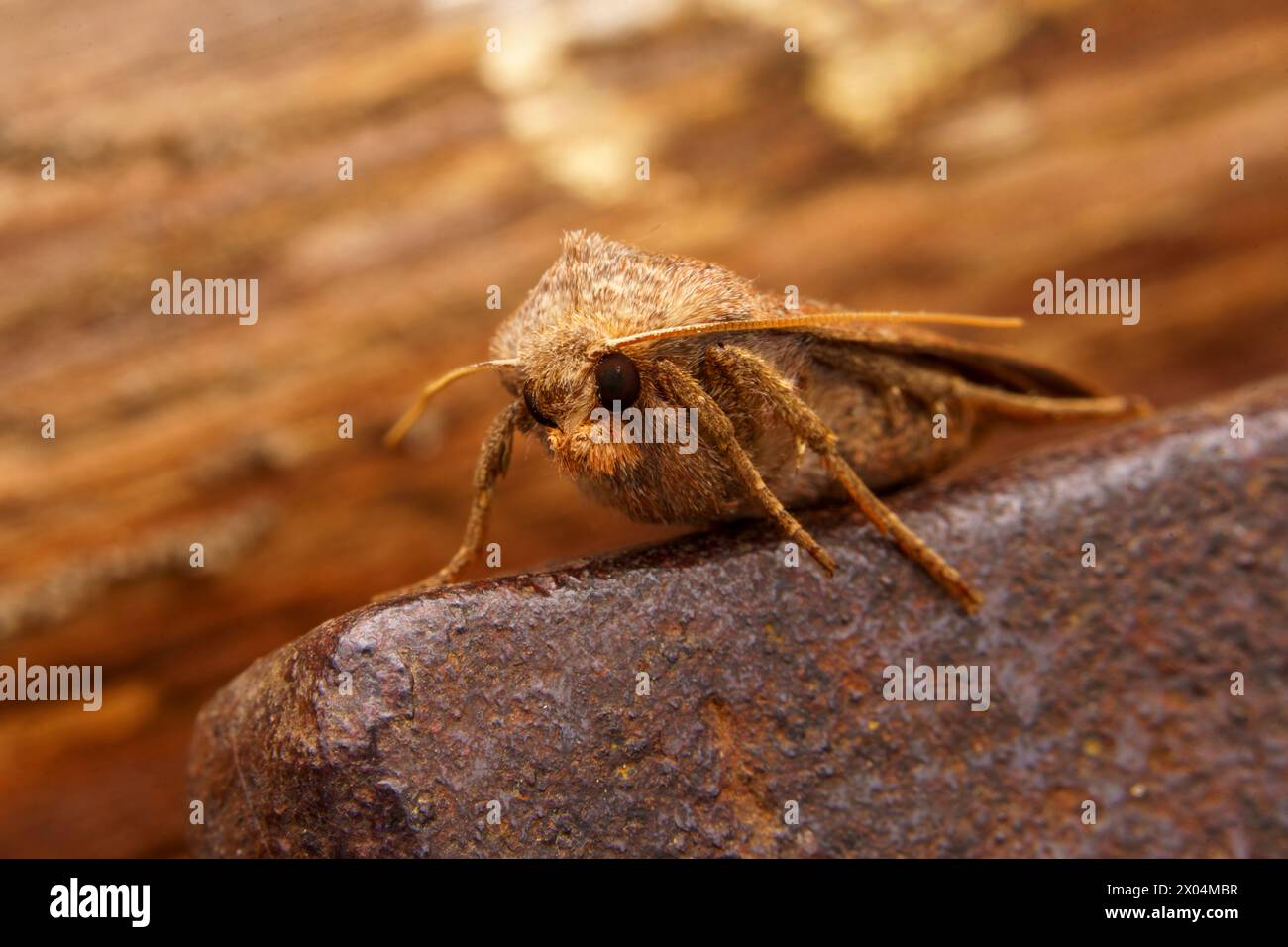 Conistra vaccinii Family Noctuidae Genus Conistra Chestnut moth wild ...
