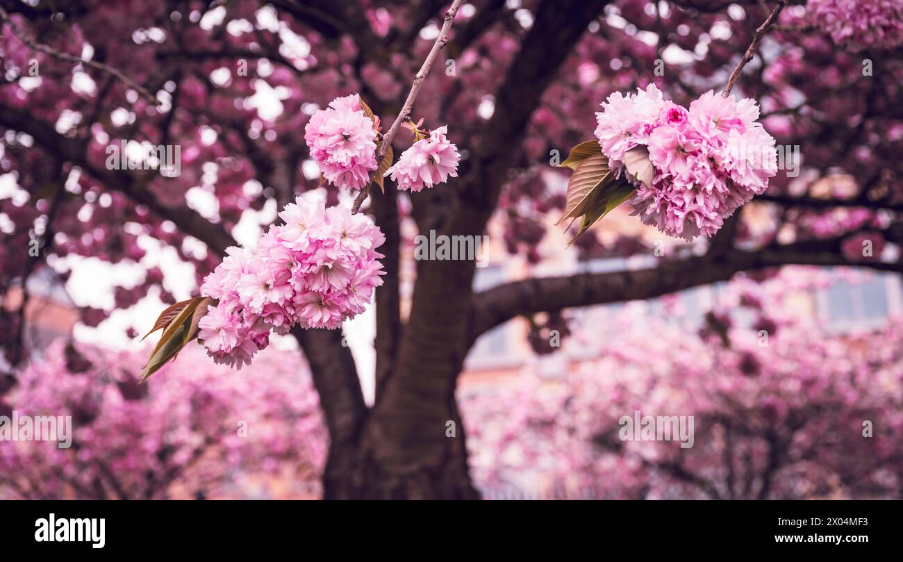 Closeup cherry spring tree hi-res stock photography and images - Alamy