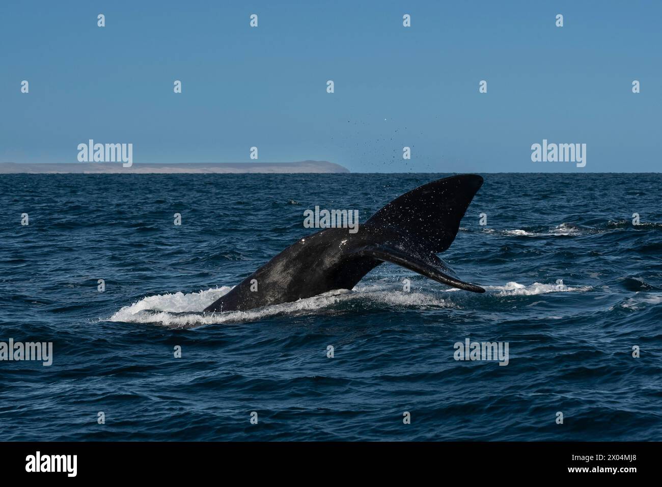 Sohutern right whale tail lobtailing, endangered species, Patagonia ...