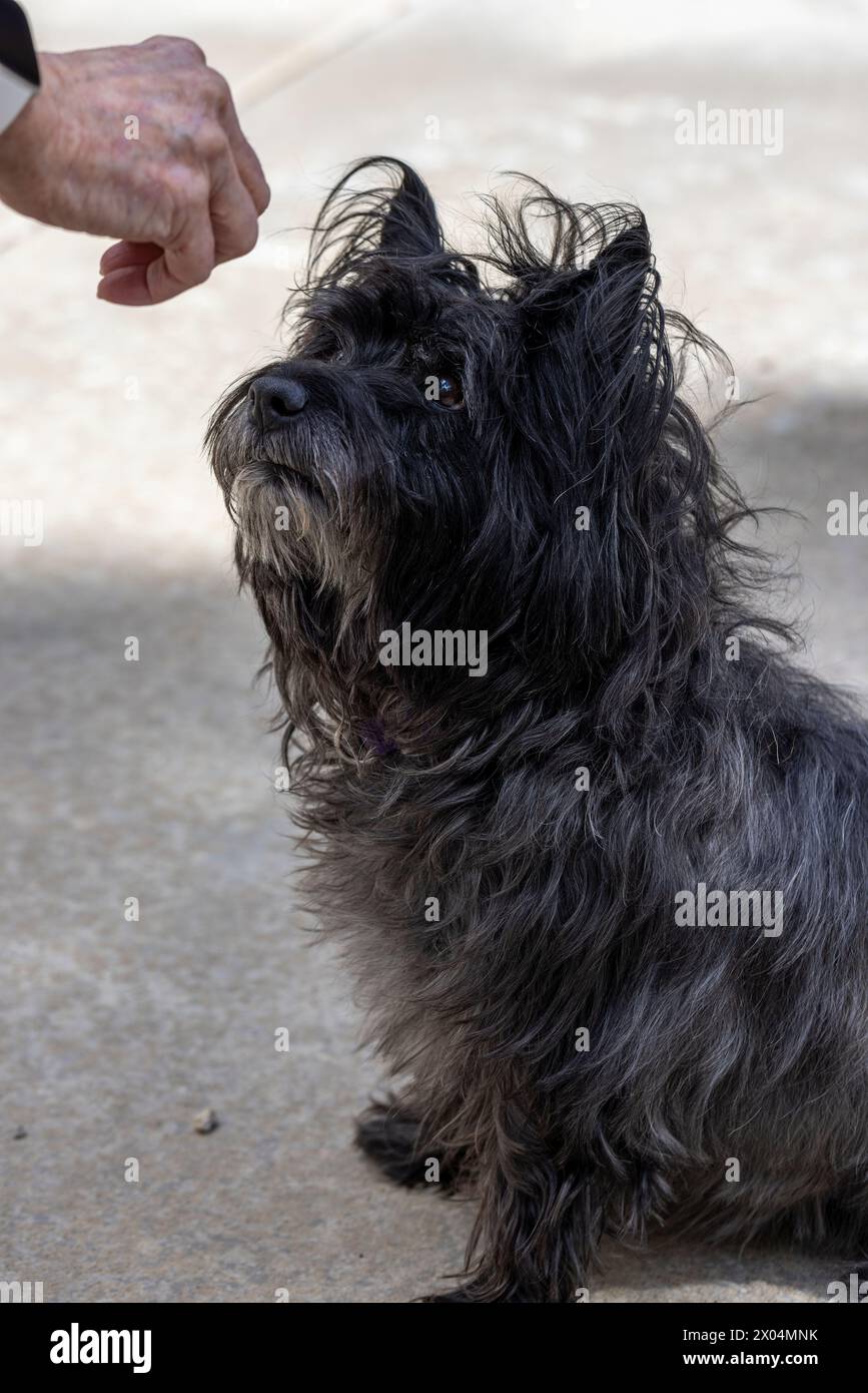 Unclipped black Cairn Terrier with natural ears in an outside ...