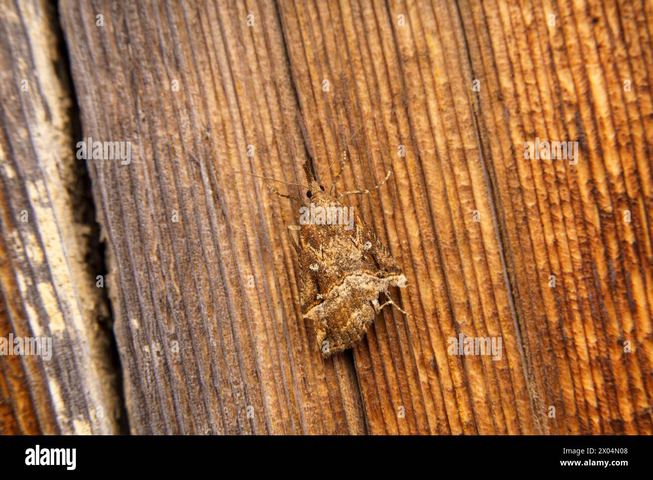 Hypena rostralis Family Erebidae Genus Hypena Buttoned snout moth wild ...