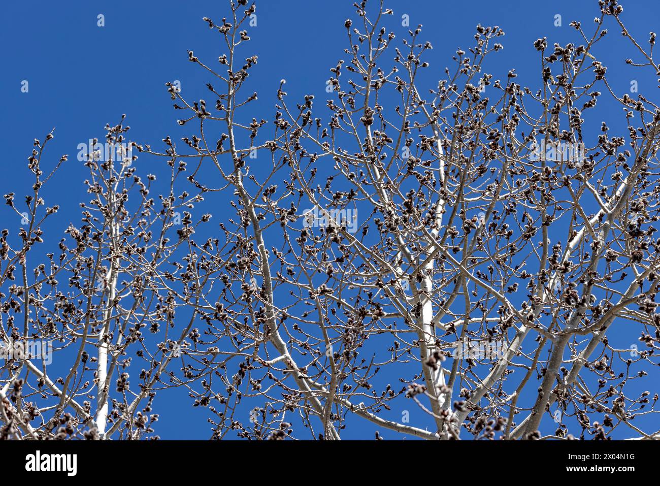 Flower pods blooming on a Quaking Aspen tree in Prescott, Arizona Stock ...