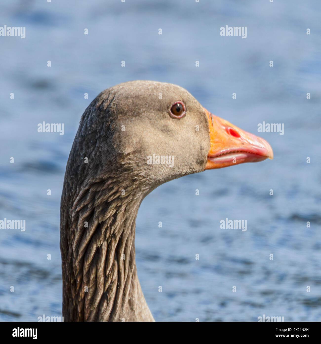 Greyish white goose hi-res stock photography and images - Alamy