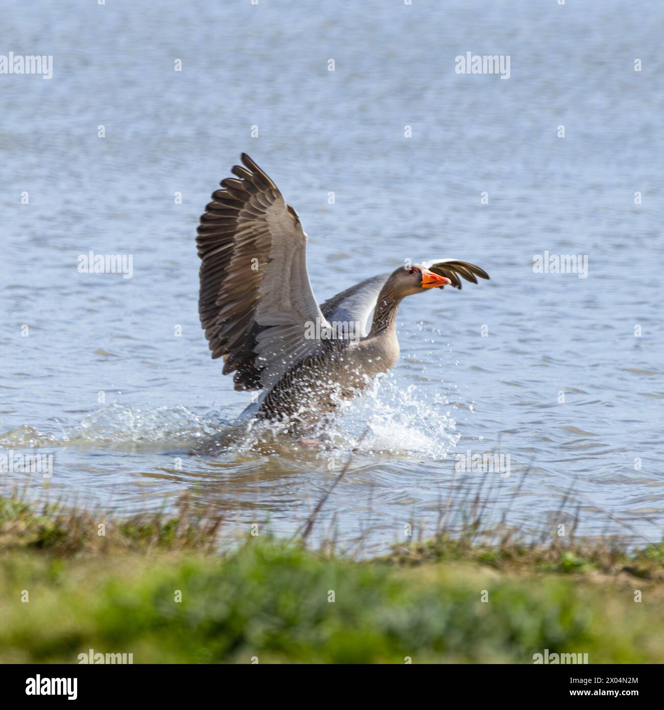 Greyish white goose hi-res stock photography and images - Alamy