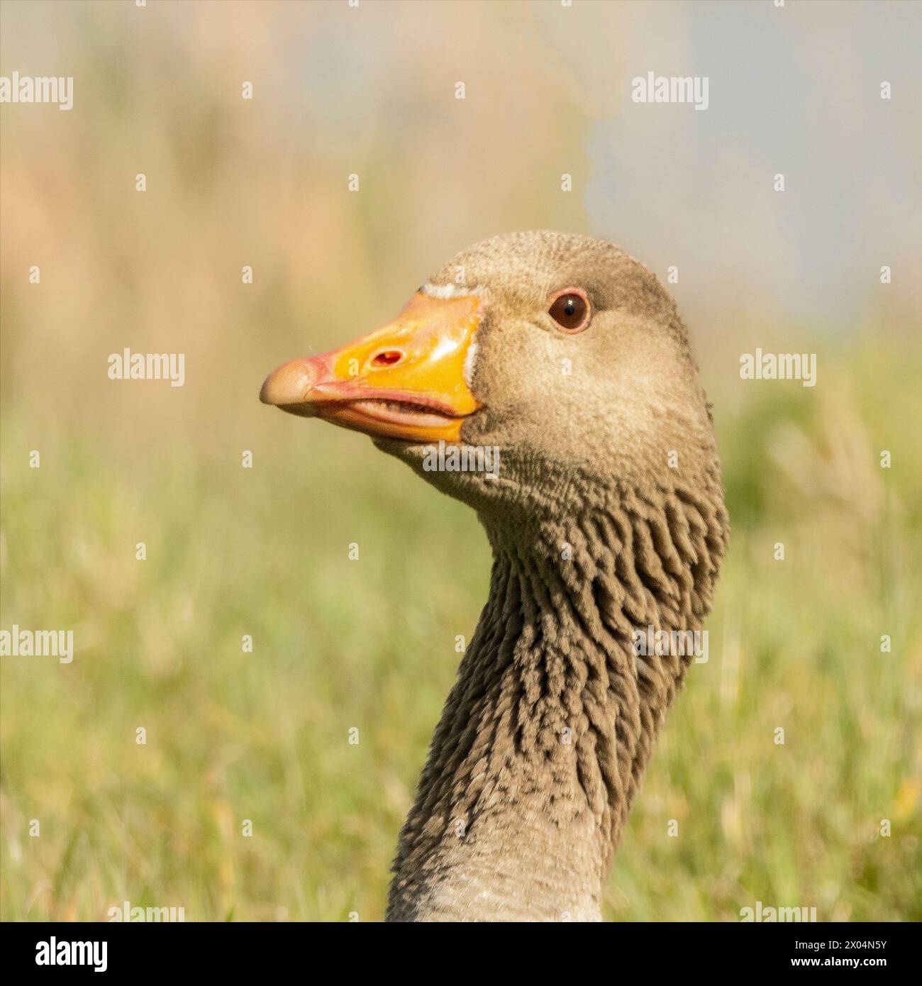 Greyish white goose hi-res stock photography and images - Alamy