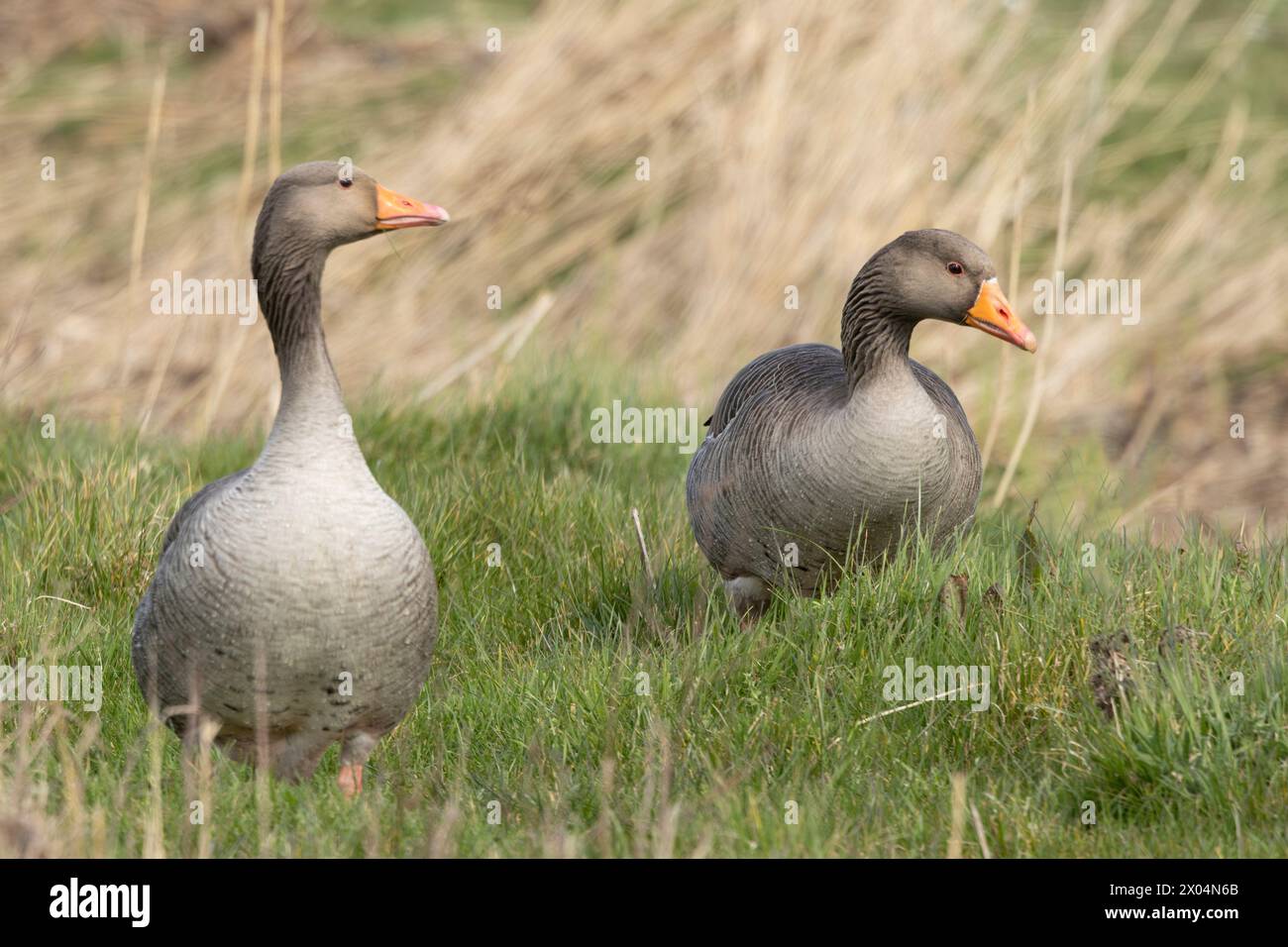 Seagrass eaters hi-res stock photography and images - Alamy