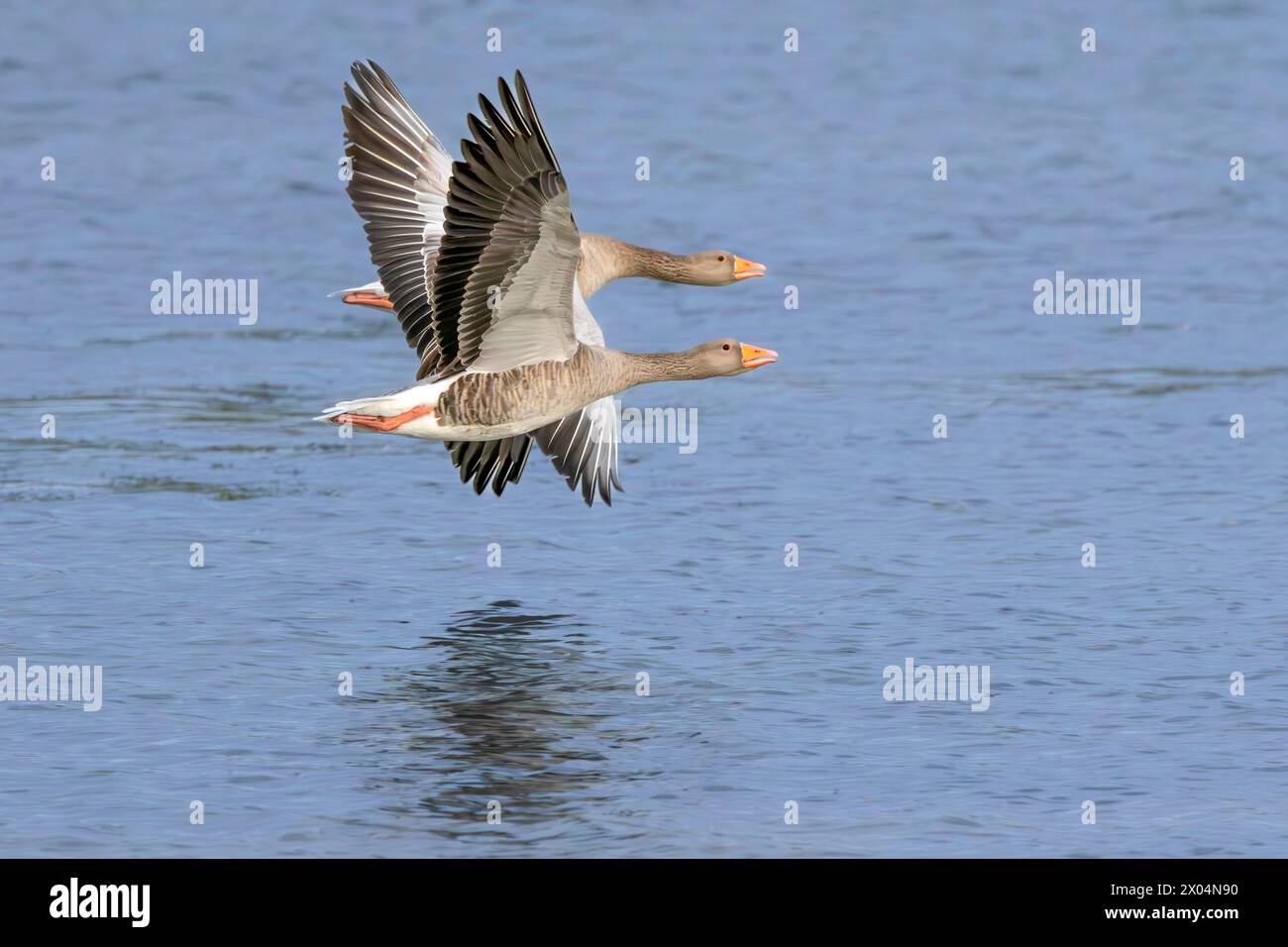 Seagrass eaters hi-res stock photography and images - Alamy