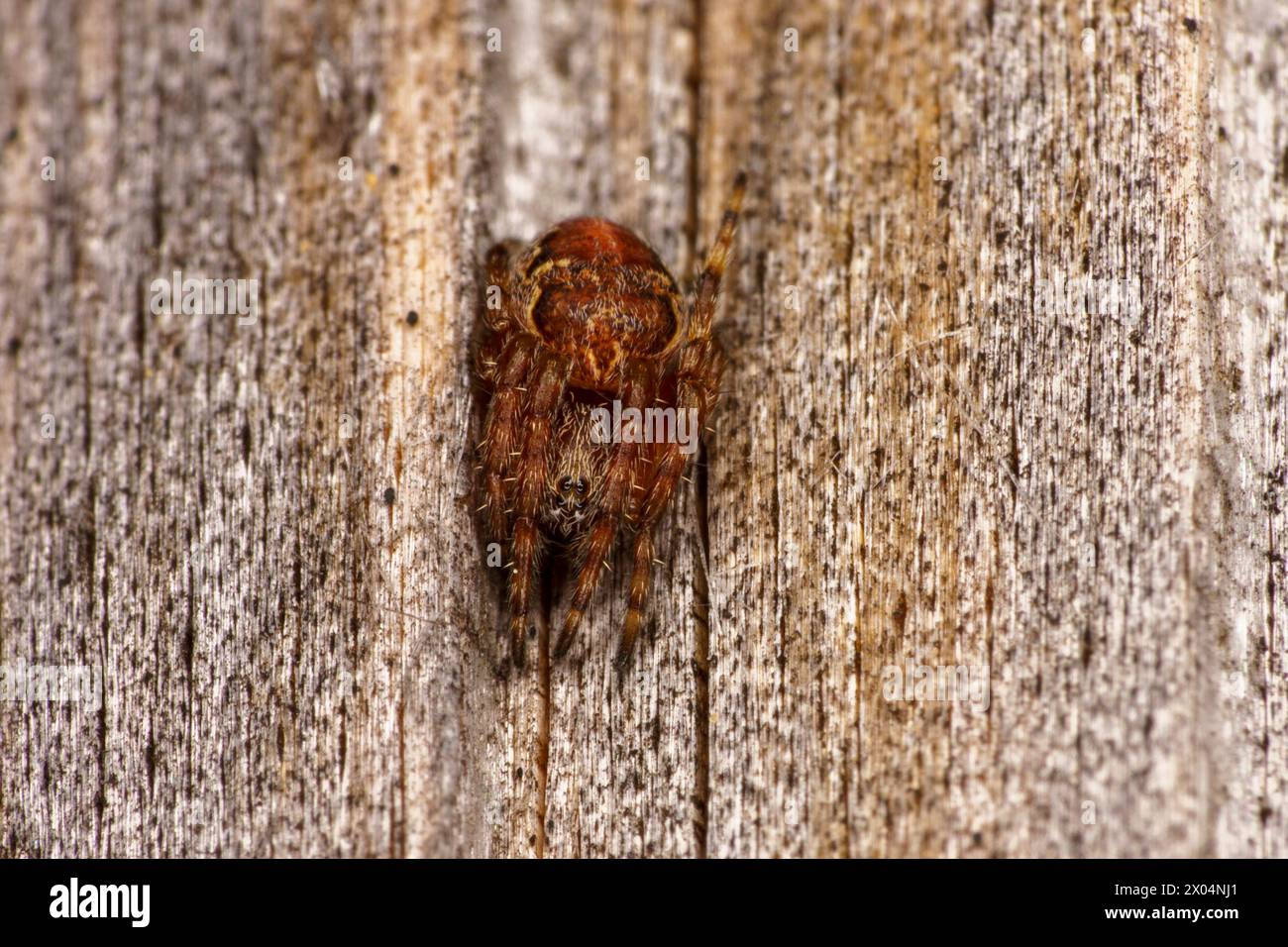 Beautiflu spiders hi-res stock photography and images - Alamy