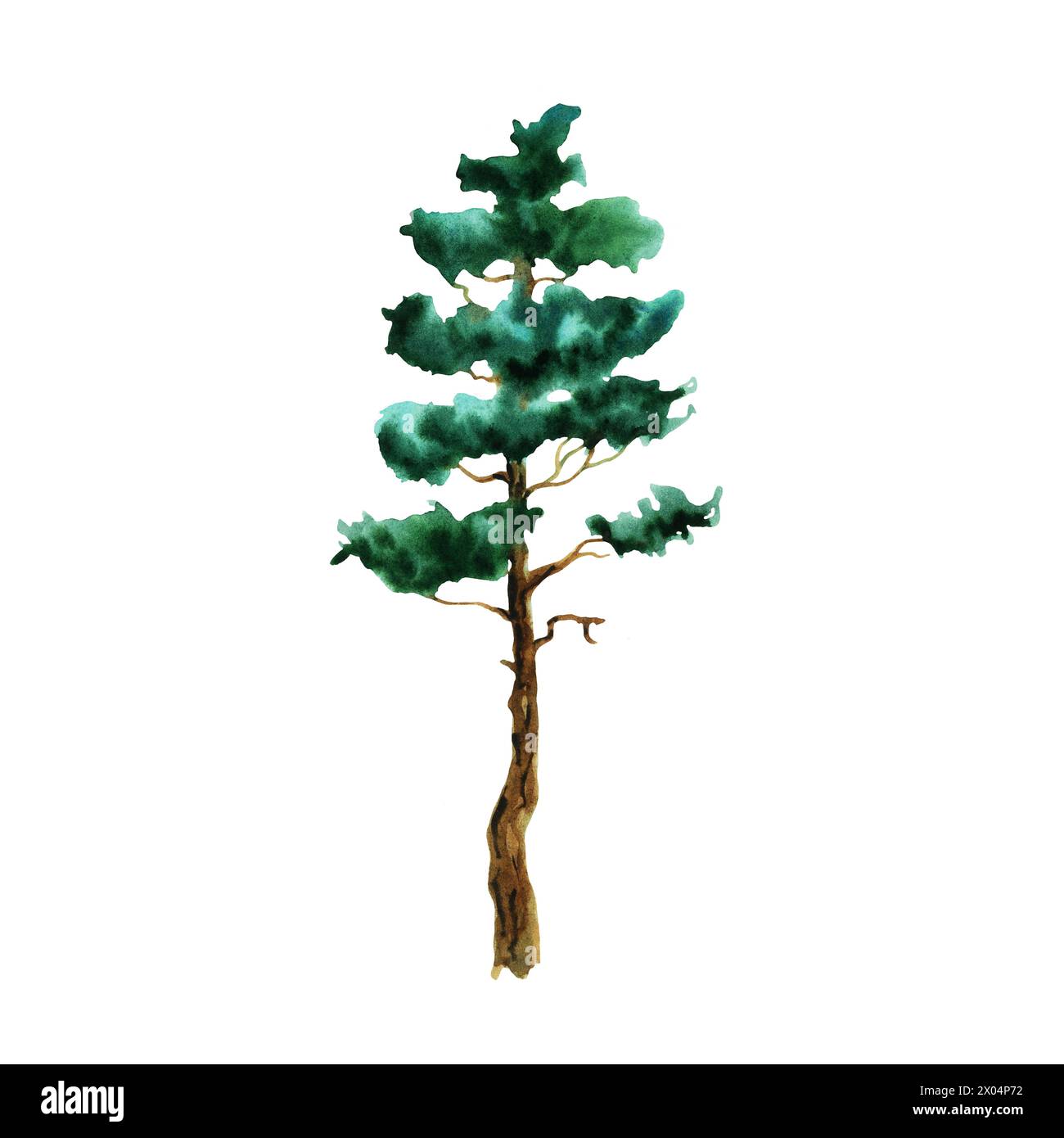 Pine tree watercolor, minimal style, side view. Hand drawn watercolour ...