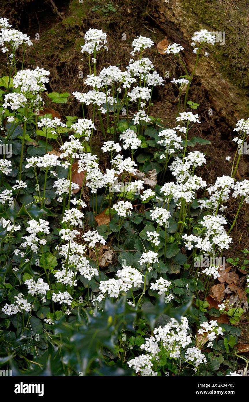 Cardamine trifolia 'Trefoil Cress' Stock Photo - Alamy