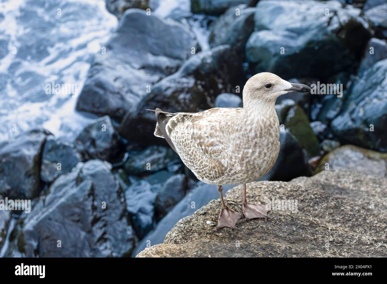 Herring Gull, Gulls in the UK Stock Photo - Alamy