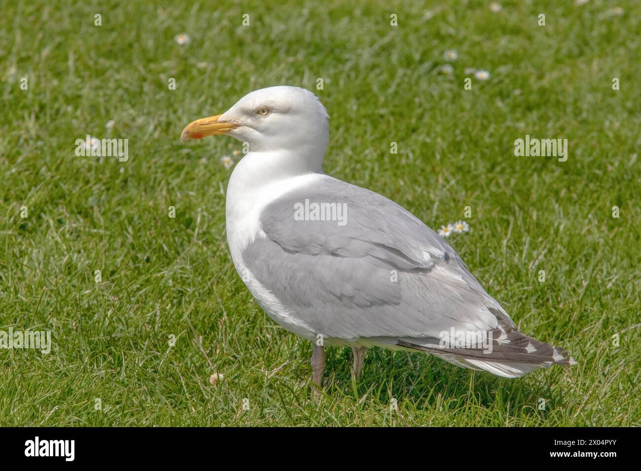 Herring Gull, Gulls in the UK Stock Photo - Alamy