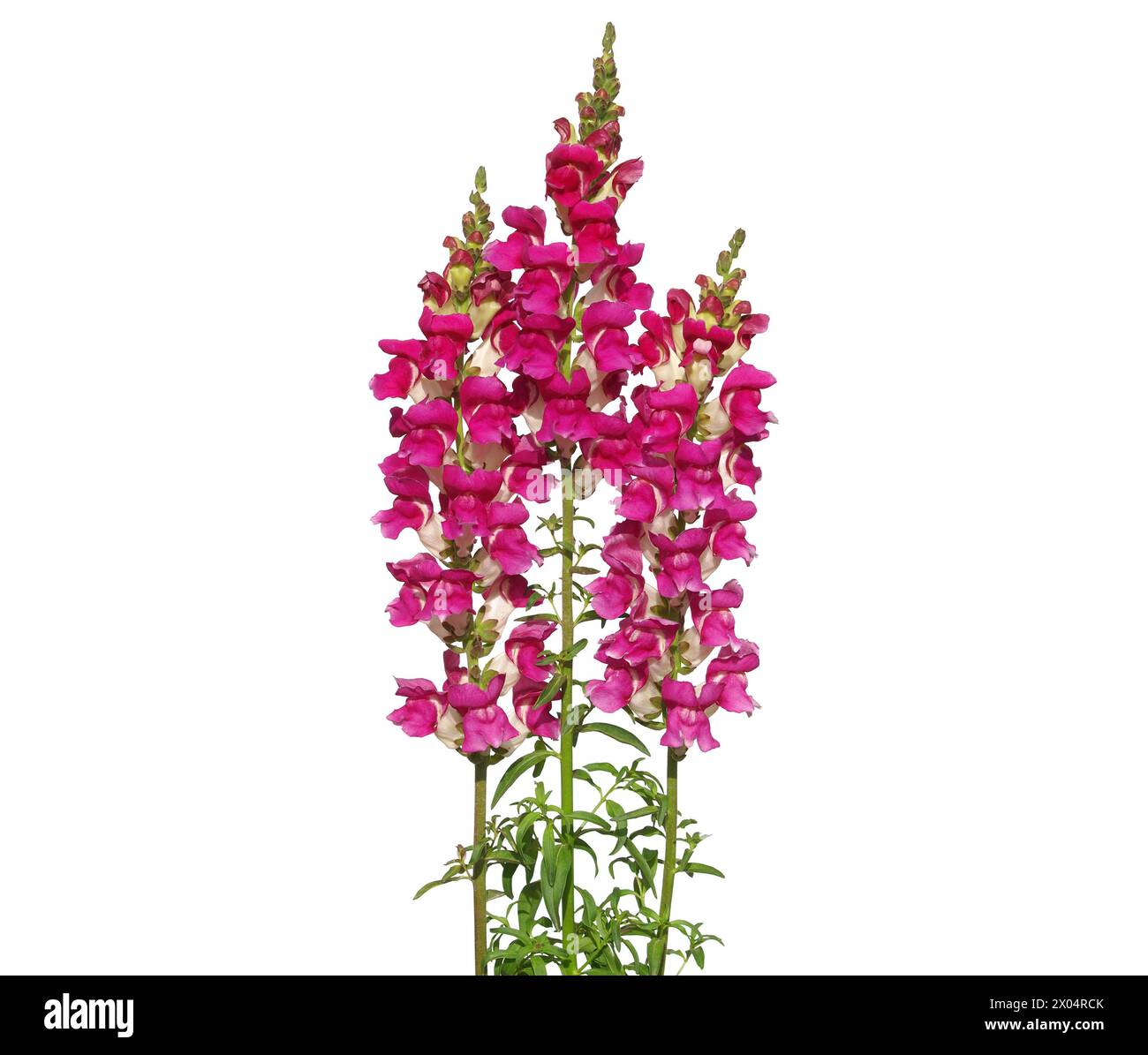 Red snapdragon flower bouquet isolated on white Stock Photo - Alamy