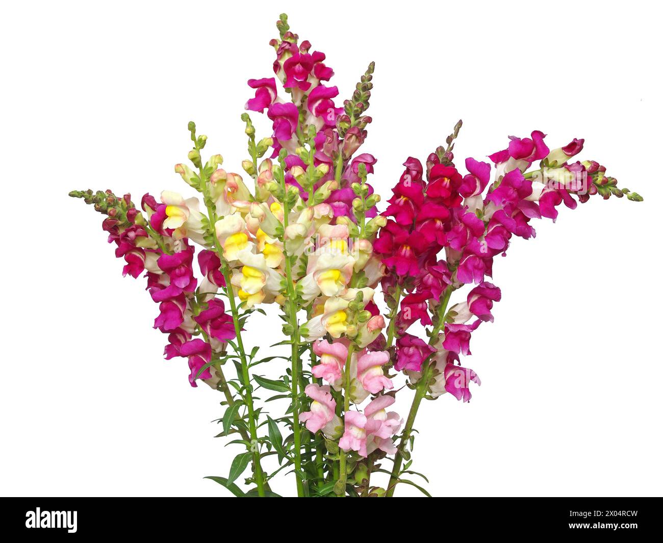 Colorful snapdragon flower bouquet isolated on white Stock Photo - Alamy