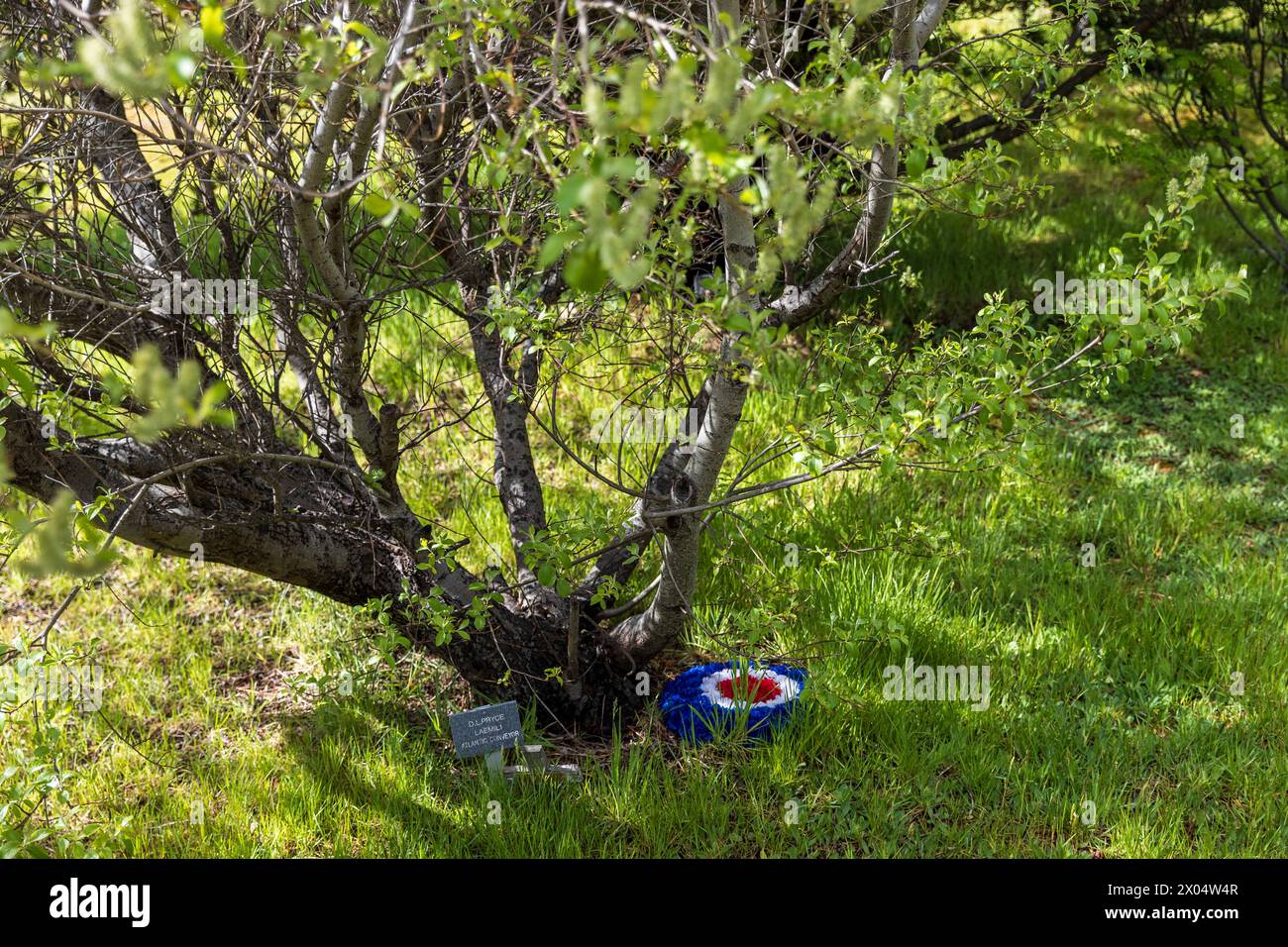 Remembrance Trees in Memorial Wood, 1982, Stanley, Falkland Islands ...