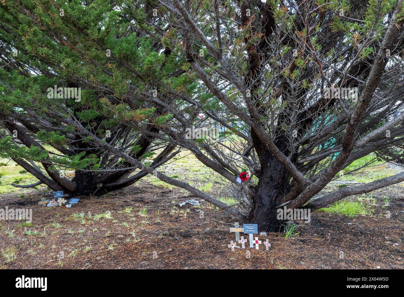 Remembrance Trees in Memorial Wood, 1982, Stanley, Falkland Islands ...