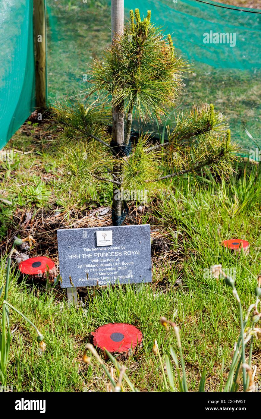 Remembrance Tree surrounded by poppies in Memorial Wood, 1982, Stanley ...