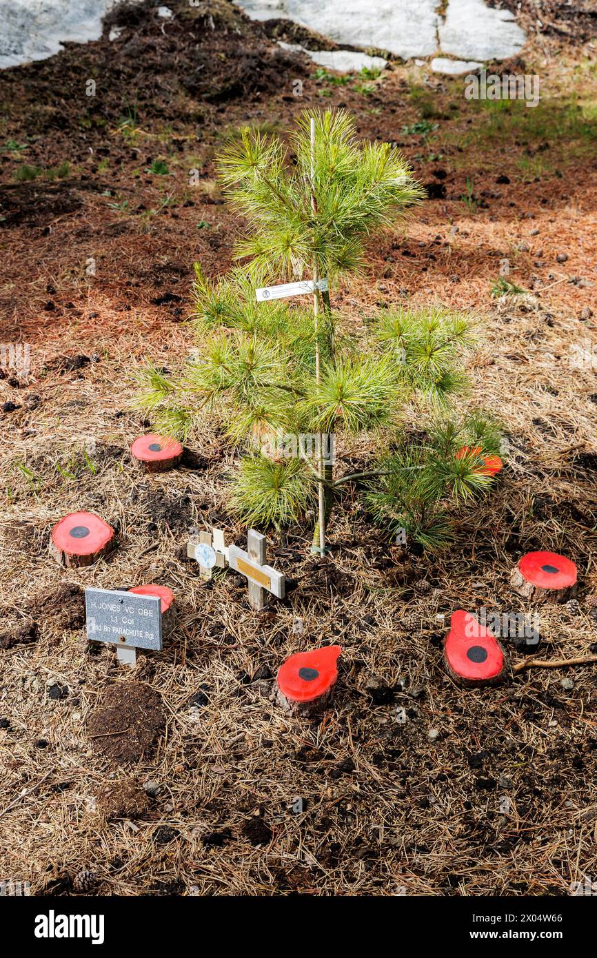 Colonel h jones remembrance tree hi-res stock photography and images ...