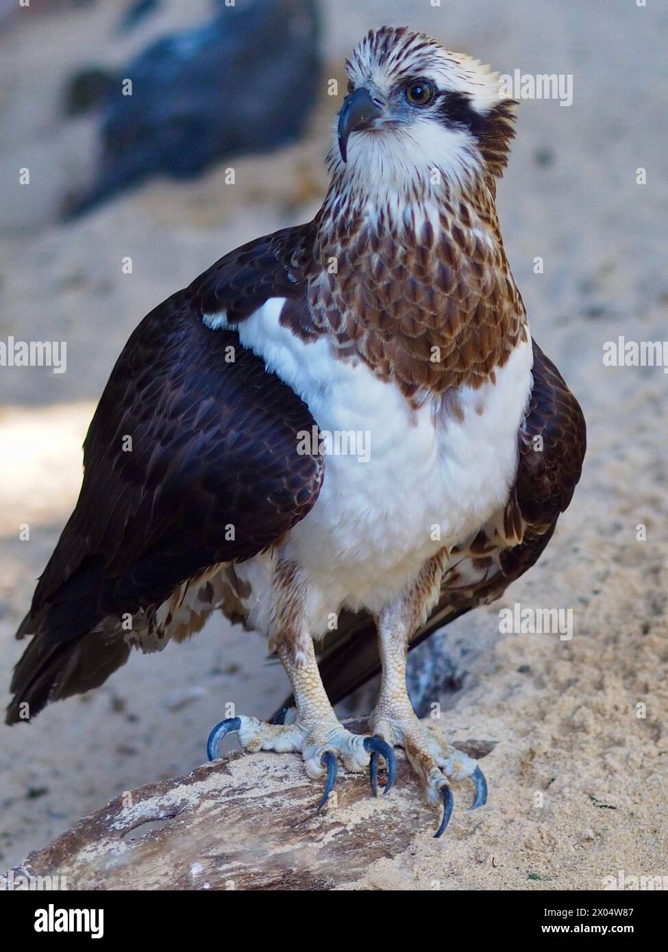 Harsh screams hi-res stock photography and images - Alamy