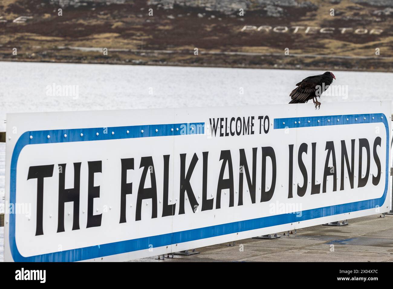 Bird of Prey Perches Over The Falkland Islands Welcome Sign in Stanley ...