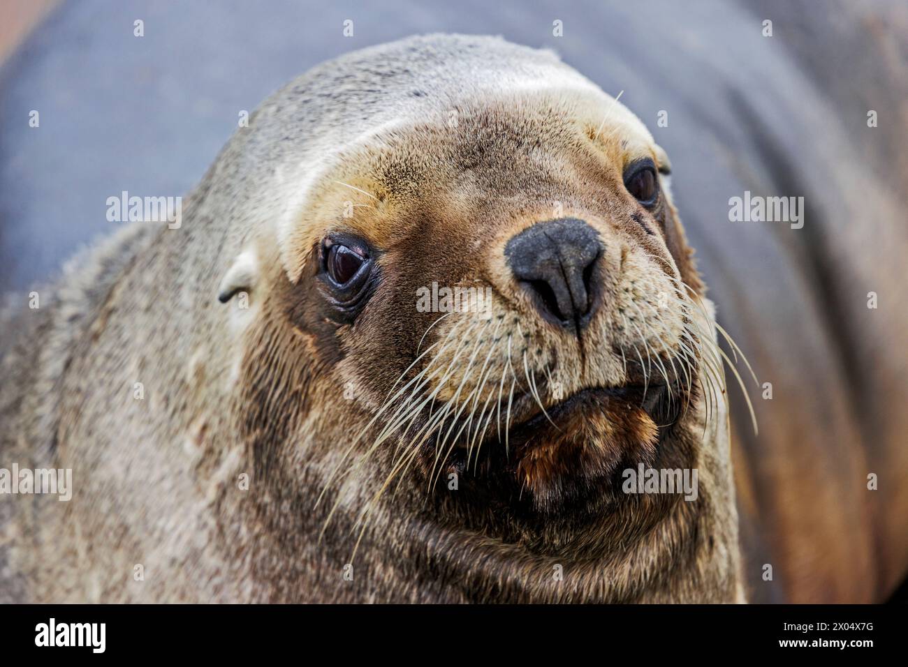 Sealion, Stanley, Falkland Islands, Saturday, December 02, 2023. Photo ...