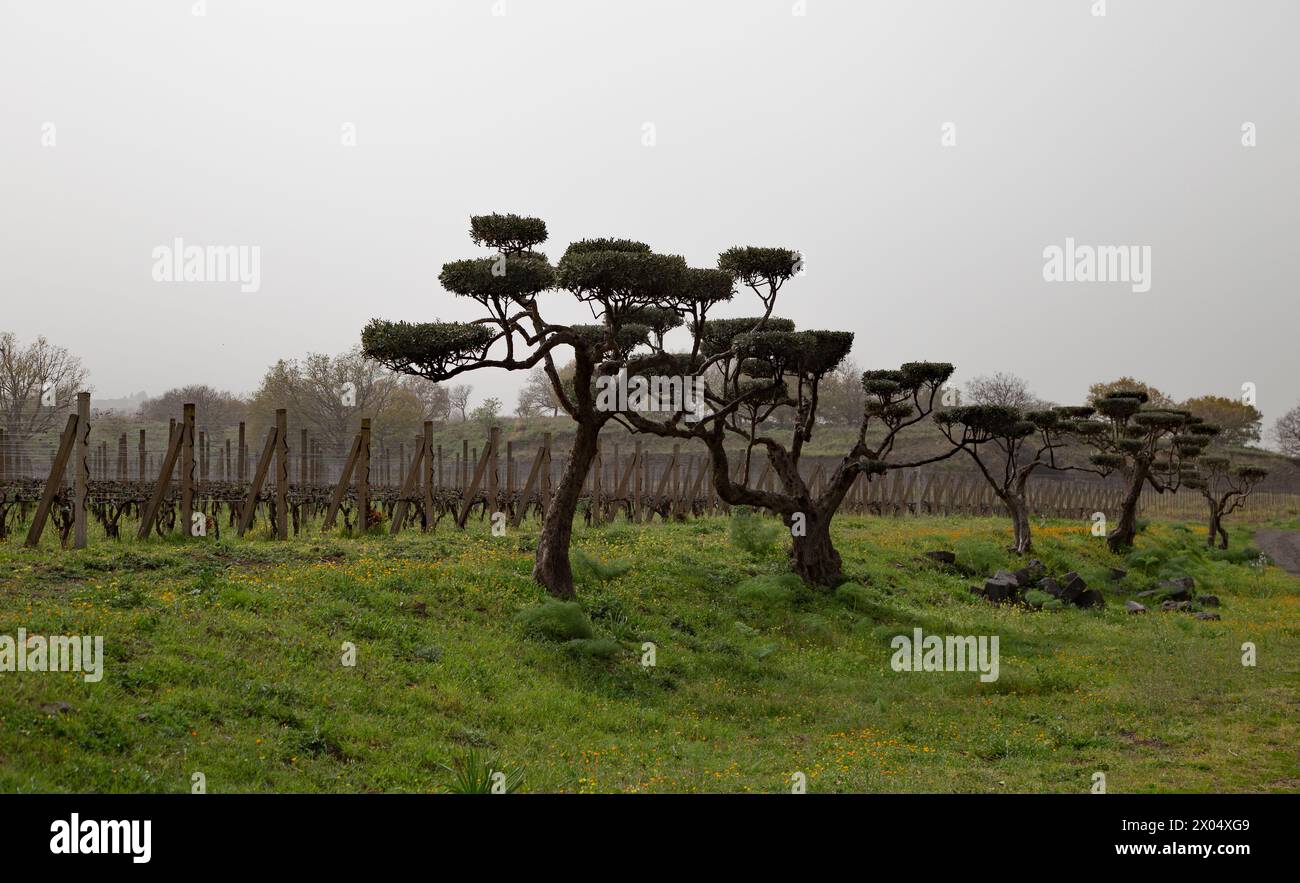 Sicilian topiary hi-res stock photography and images - Alamy