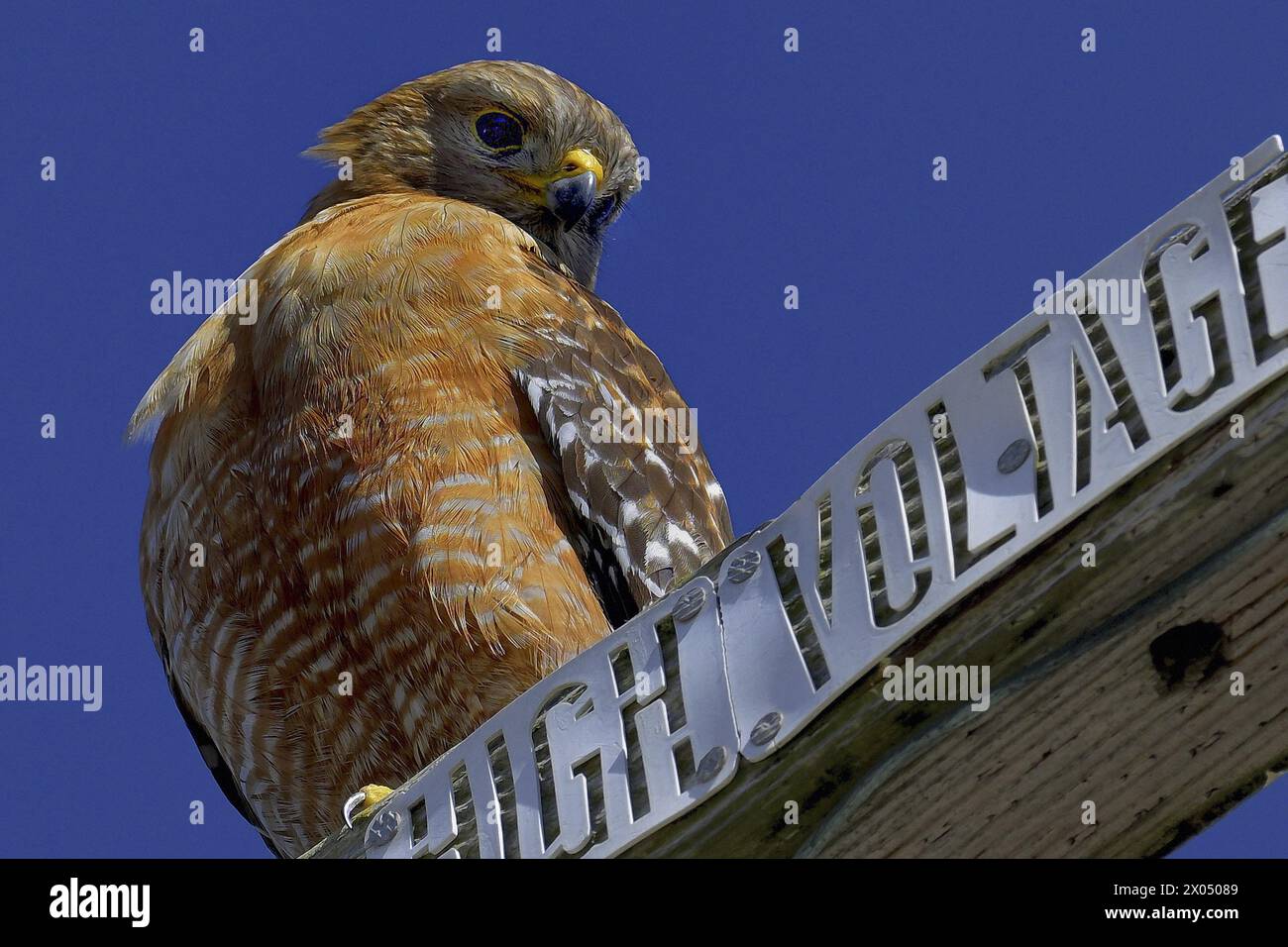 Pacific Grove, California, USA. 9th Apr, 2024. Red Shouldered Hawk ...