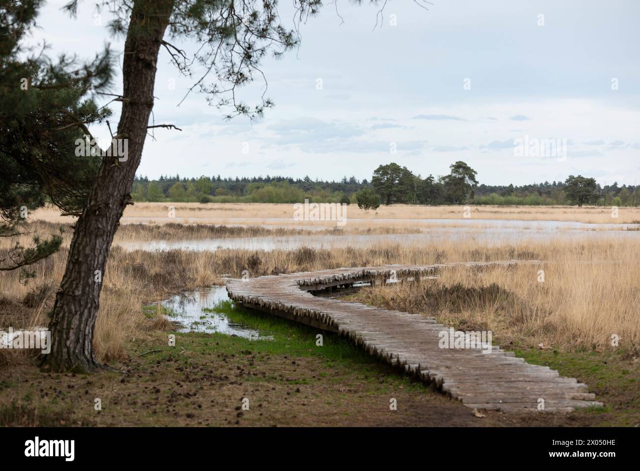 Bat bridge at a fen at nature reserve Strabrechtse Heide with peat and ...