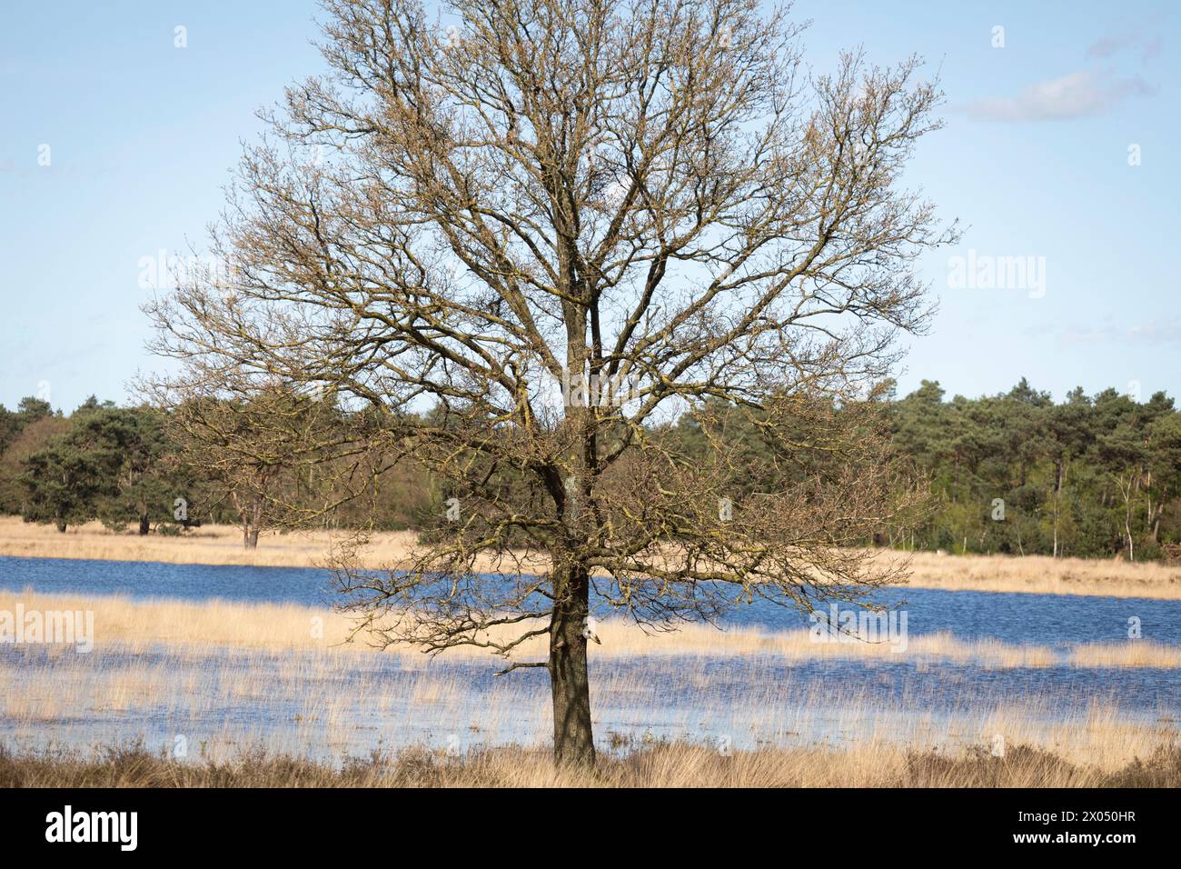 Oak tree in spring at nature reserve Strabrechtse Heide, Netherlands ...