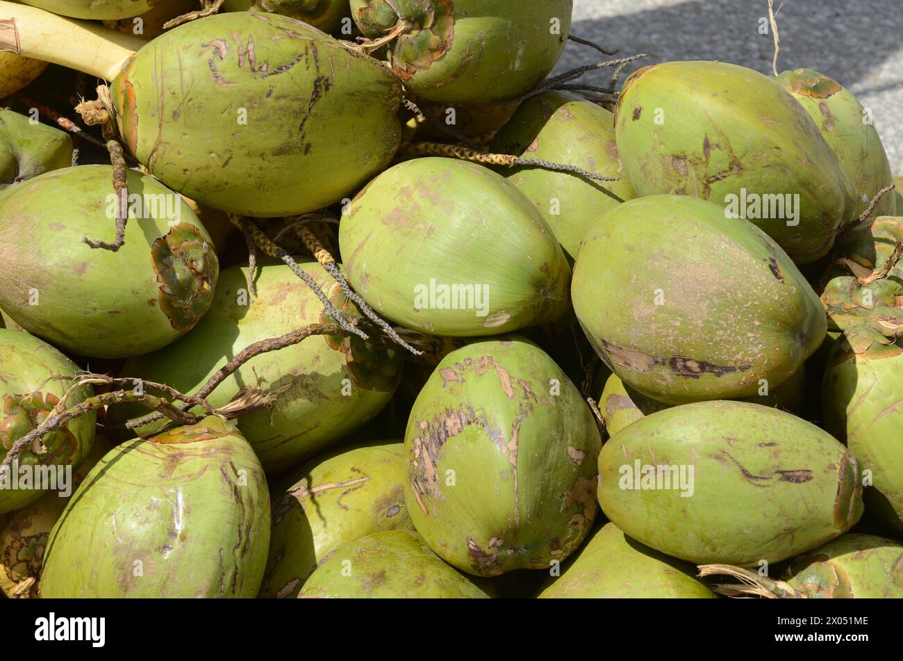 A pile of green coconuts with brown spots on them. The coconuts are ...