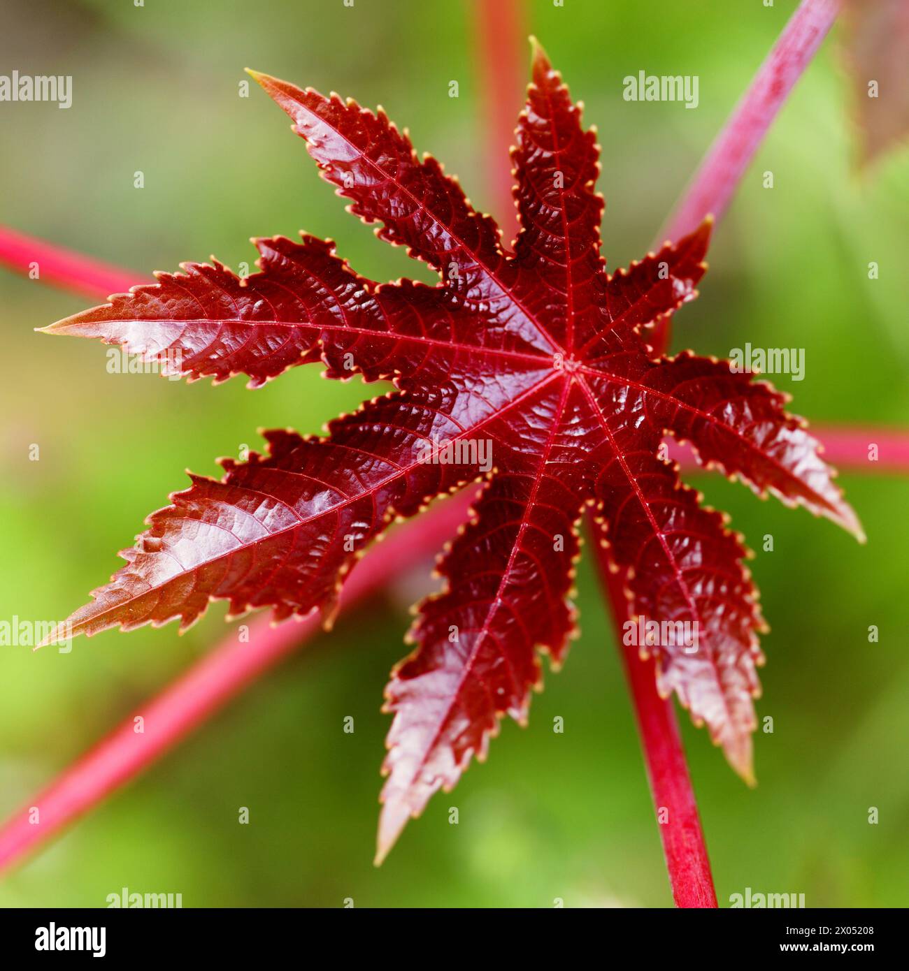 Flora of Gran Canaria - leaf of Ricinus communis, the castor bean ...