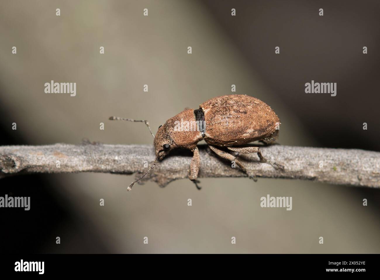 Fullers rose beetle hi-res stock photography and images - Alamy
