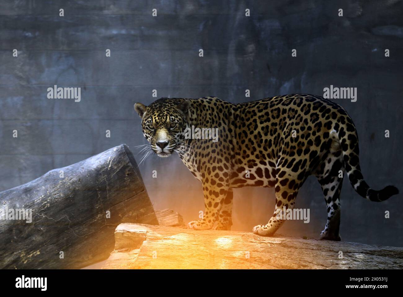 April 8, 2024: April 08 2024. Xiara, is one of the jaguars (Panthera ...