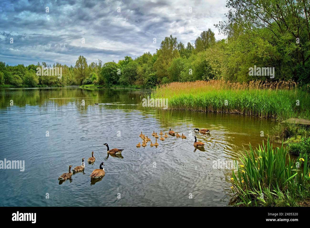 UK, West Yorkshire, Wakefield, Walton Colliery Nature Park Stock Photo ...