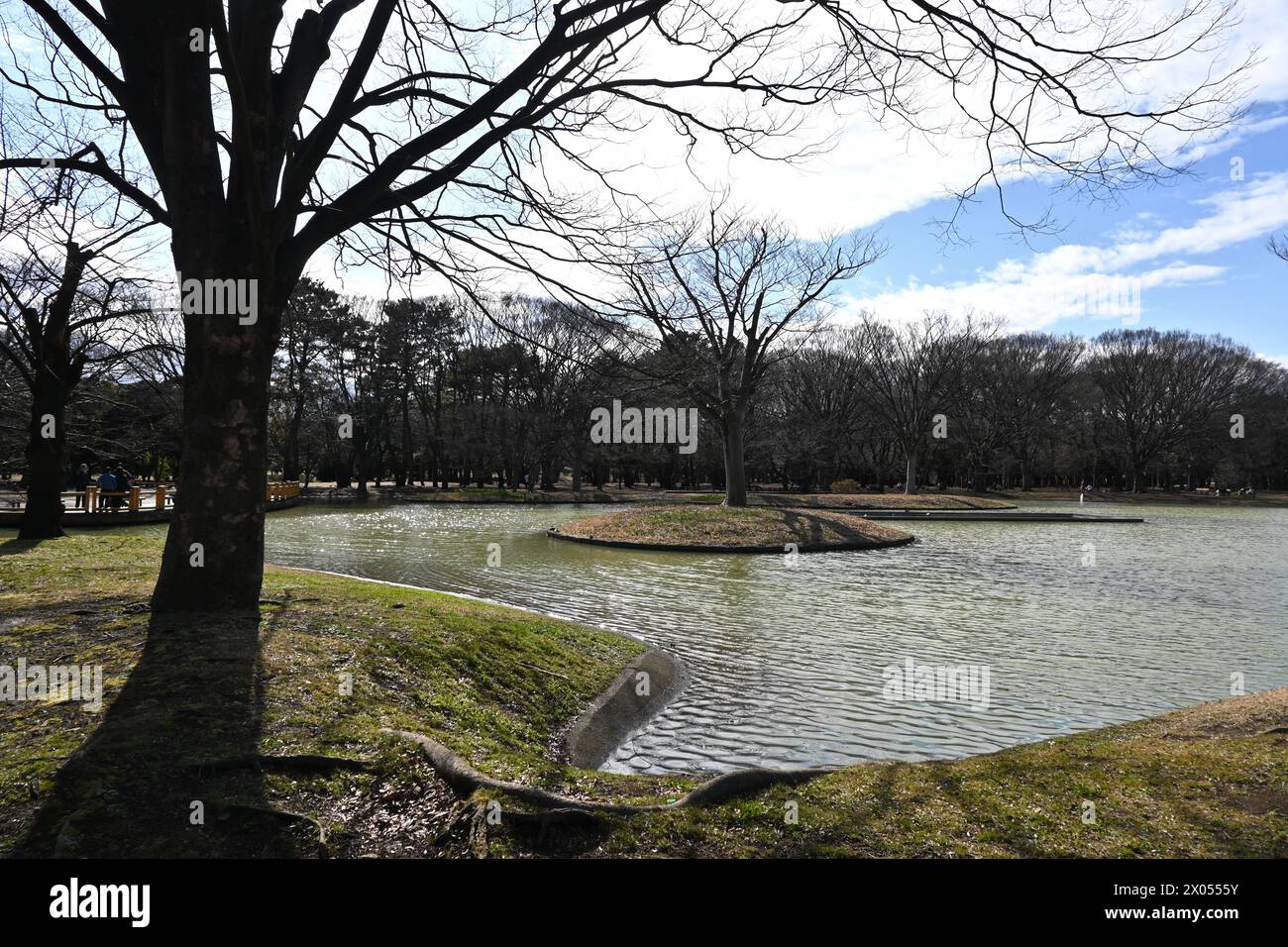 Yoyogi Park pond in early spring – Yoyogikamizonocho, Shibuya City ...