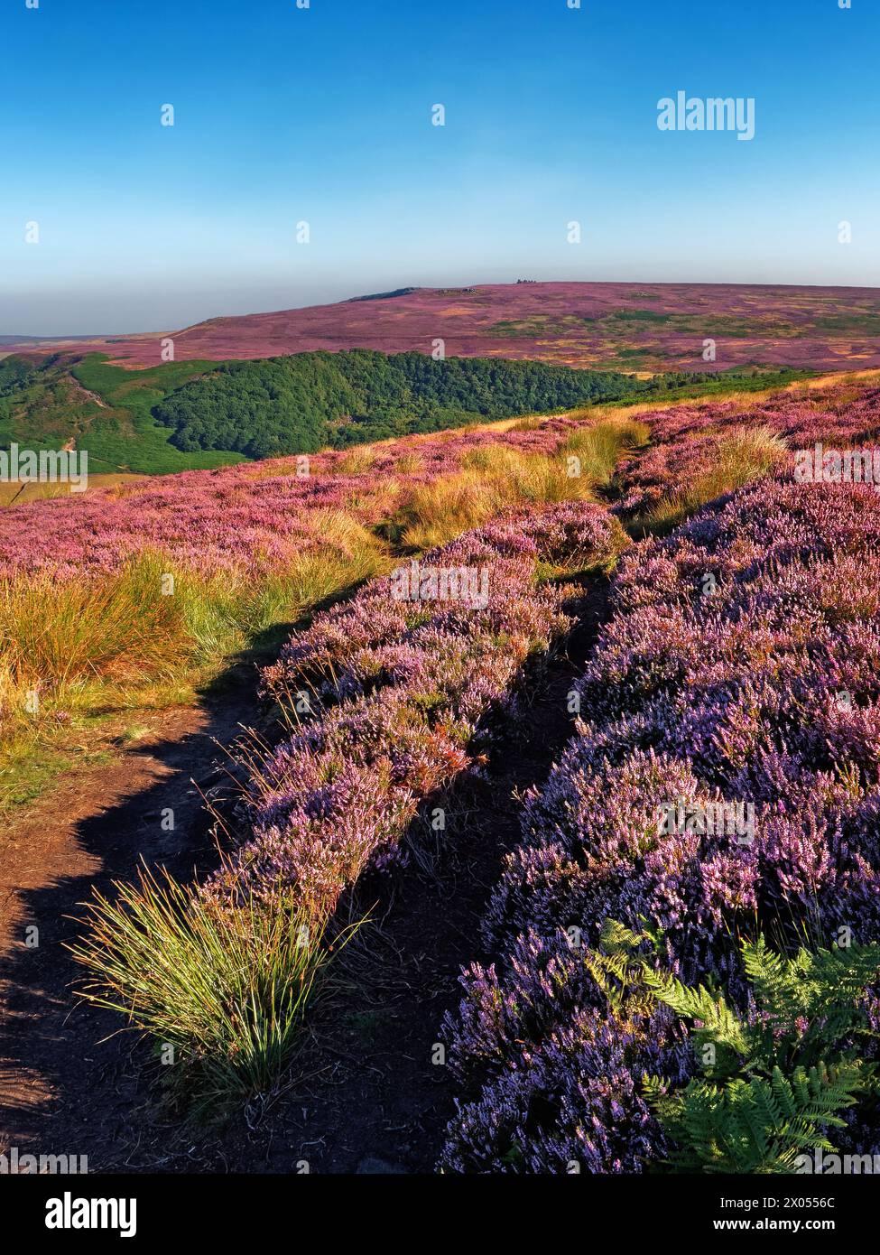 UK, Derbyshire, Peak District, Bamford Moor looking towards Derwent ...