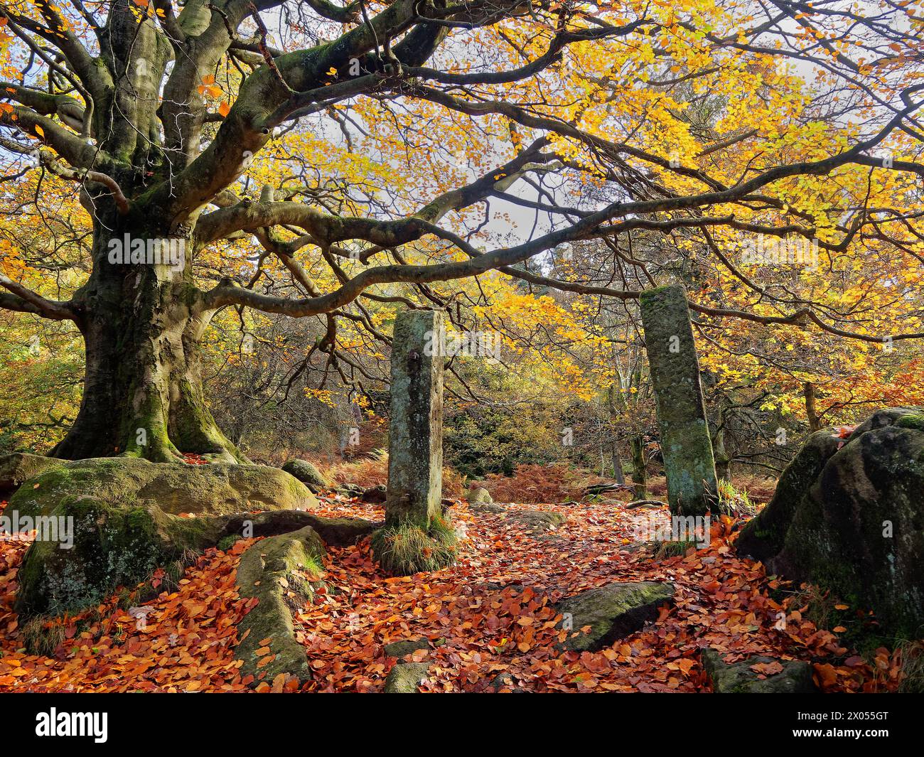 UK, Derbyshire, Peak District, Padley Gorge Woodland Stock Photo - Alamy