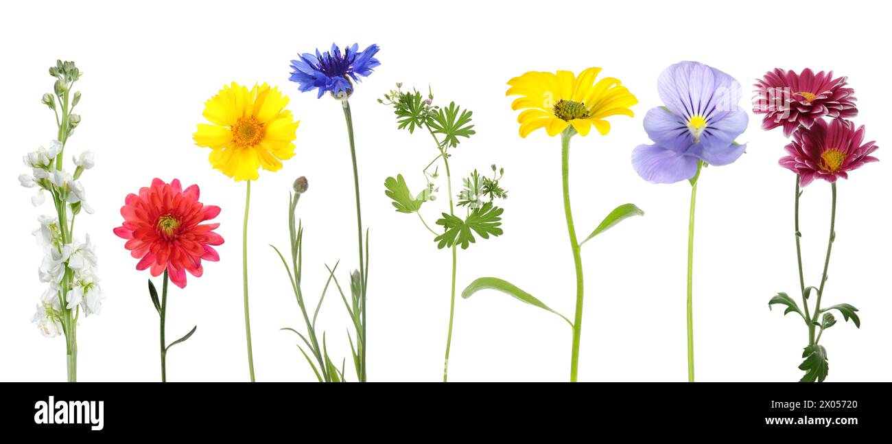 Different beautiful flowers isolated on white, set Stock Photo - Alamy