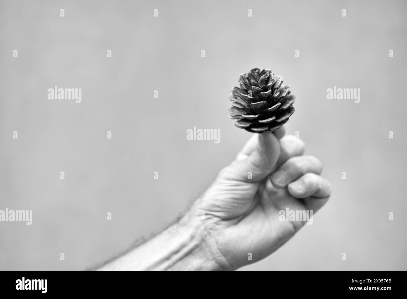Man's hand holding small pine cone Stock Photo - Alamy