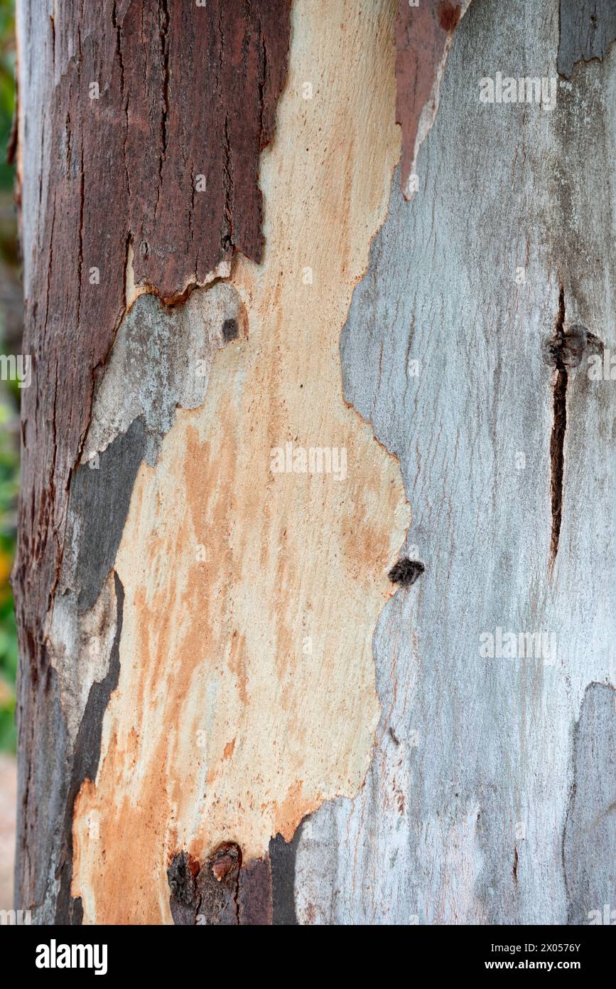 Shedding tree hi-res stock photography and images - Alamy