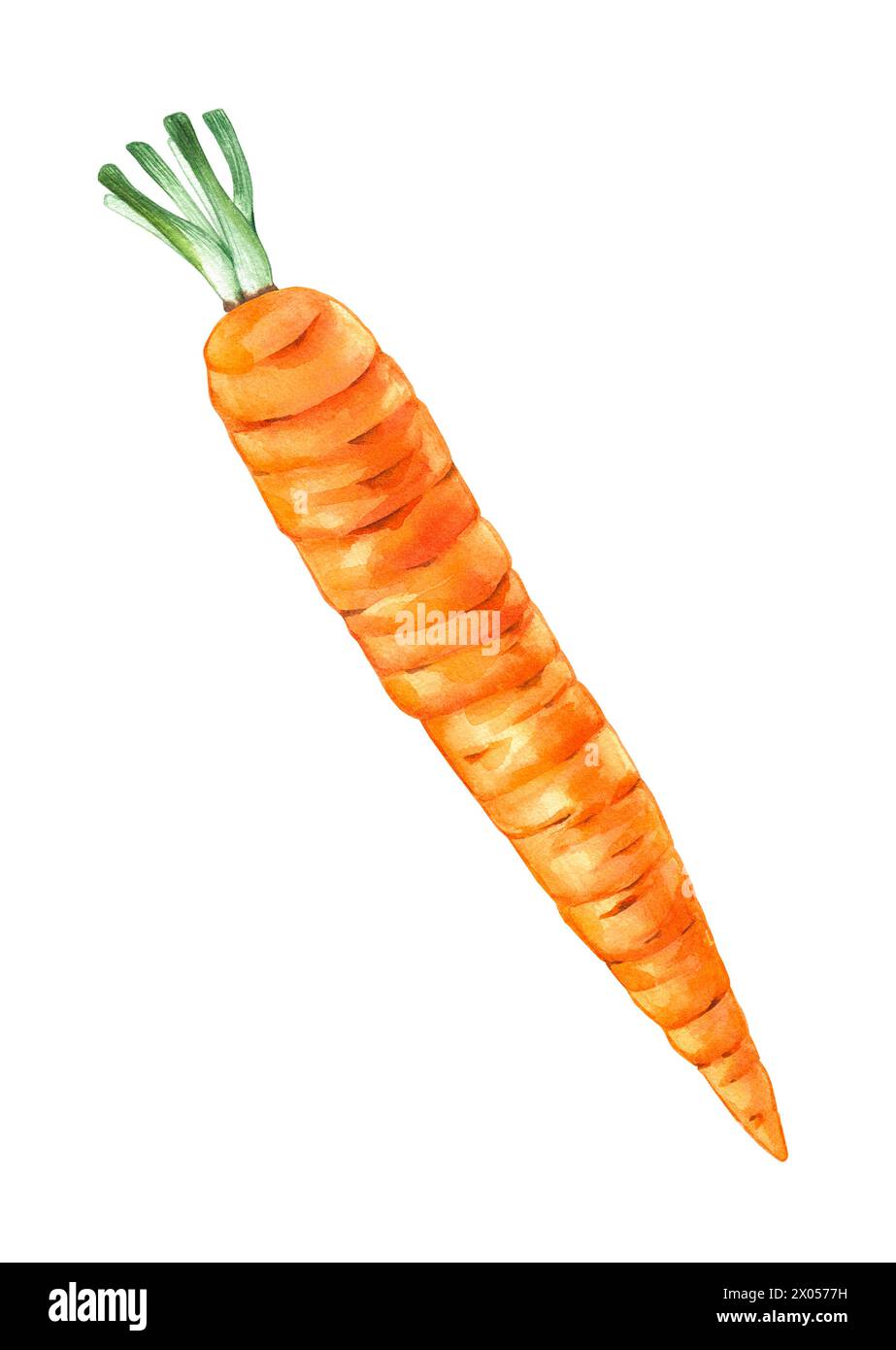 Watercolor carrot hand drawn isolated on white. Food illustration ...